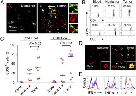 Activated Cd69 T Cells Foster Immune Privilege By Regulating Ido