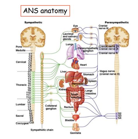 Fundamentals Of Body Function Autonomic Nervous System Lect Flashcards Quizlet