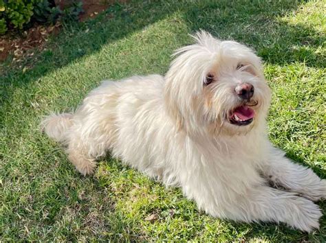 201 Already Adopted Gauteng Vereeniging ~ Adopt A Peekapoo Little