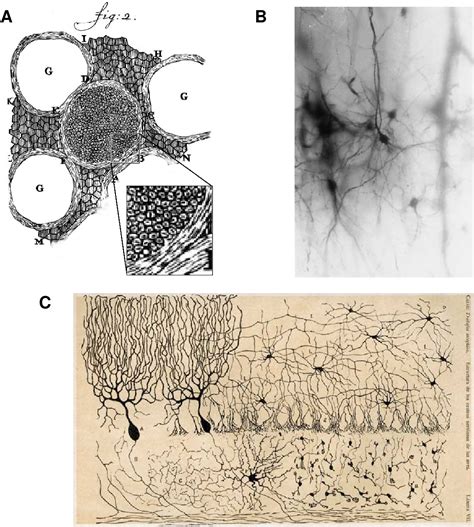 Figure 1 From Neural Networks With Nonlinear Couplings Semantic Scholar
