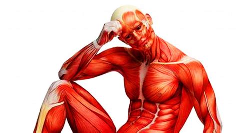 Cuáles son los principales músculos del cuerpo humano