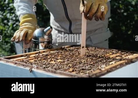 Varroa Mite Control Varroa Destructor How To Treat Bees From Varroa