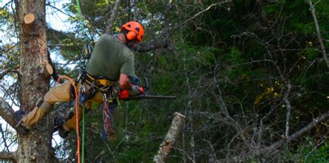 The Tree Removal Process Tree Service Tacoma