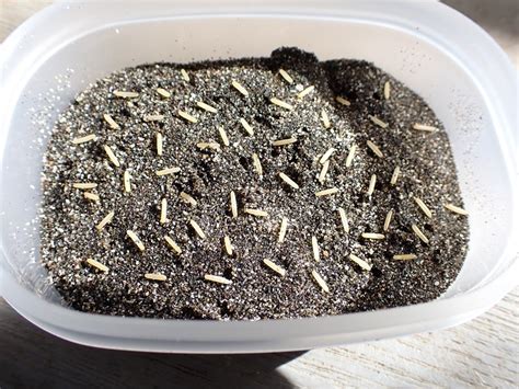 Yahooオークション 秋の鳴く虫 マツムシ50卵＋α