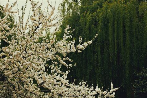 Wang Zhenyi Poetry In English Intellectual Rabbit Hole