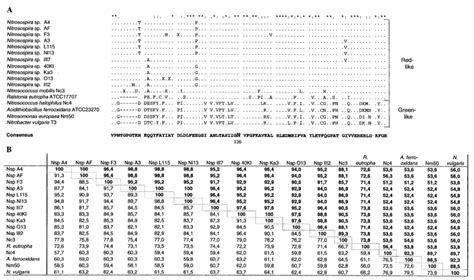 comparison of partial rubisco large subunit sequences from 14 strains