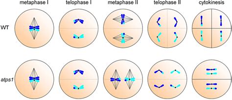 Meiosis 2 Metaphase