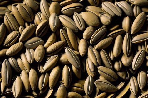 Premium Ai Image Many Sunflower Seeds