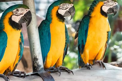 Segera Dibuka Akhir Tahun Liburan Ke Aviary Terbesar Di Indonesia Surganya Para Pelancong Dan