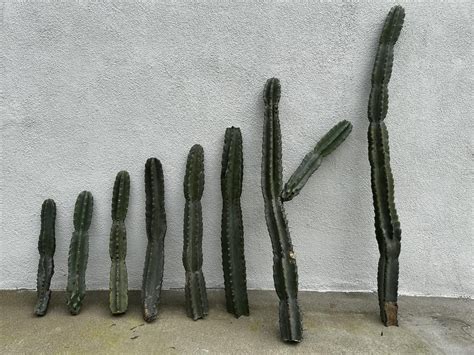 My Neighbor Needed Help Pruning Her 25 Peruvian Apple Cactus And