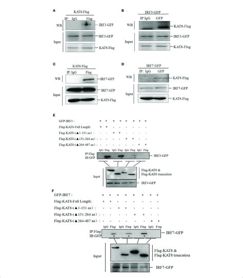 Cikat8 Interacts With Irf3 And Irf7 Via The Myst Domain A D Co