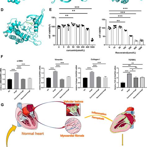 A The Best Binding Model Of Curcumin To Tgfbr1 With A Minimum Binding Download Scientific