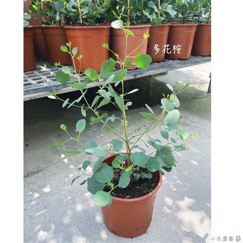 小花園藝 多花桉 尤加利 圓葉尤加利 5 6吋盆 350 蝦皮購物