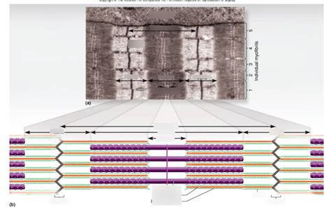 Sarcomere Diagram Quizlet