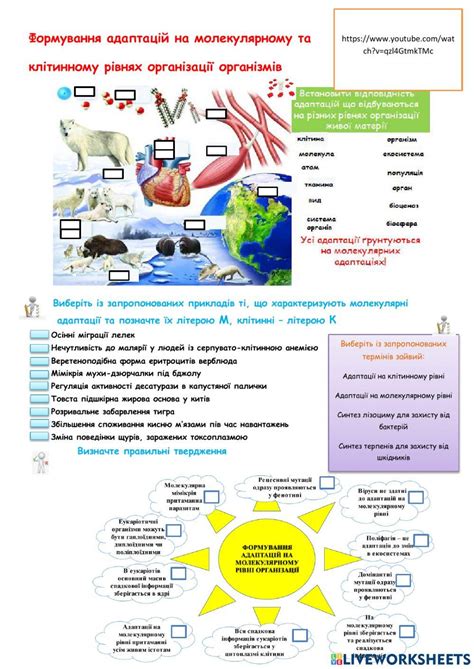 Формування адаптацій на молекулярному та клітинному