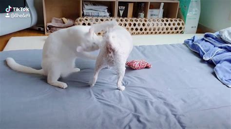 개와고양이 Youtube