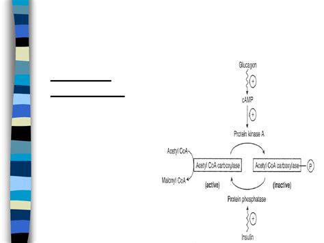 Lipids Pdf غير معروف Muhadharaty