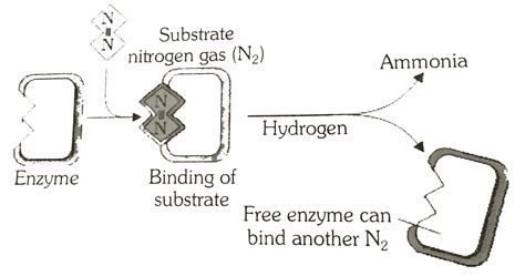 Nitrogen Fixation Diagram