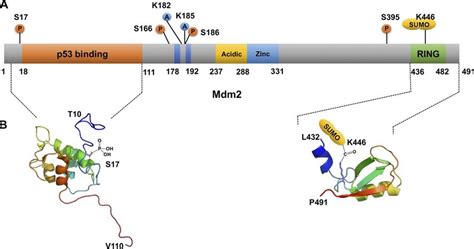 A Schematic Diagram Of The E3 Ubiquitin Ligase Mdm2 And The Sites