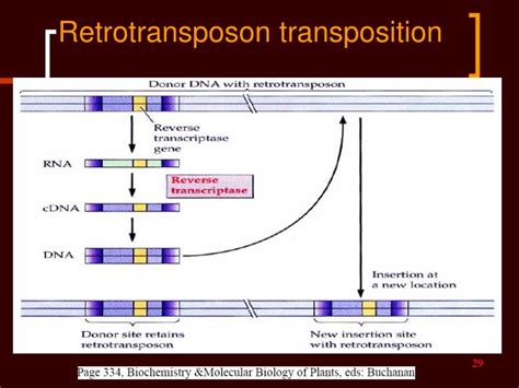 Ppt Transposons Powerpoint Presentation Id4501488