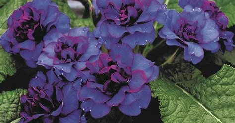 Rosenprimel BELARINA 'Blue Champion'
