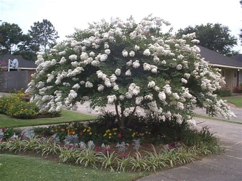 Deer Resistant Dwarf Trees For Landscaping — Randolph Indoor And