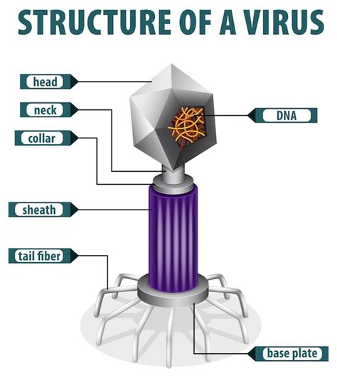 Alien Dna Structure Vectors And Illustrations For Free Download Freepik