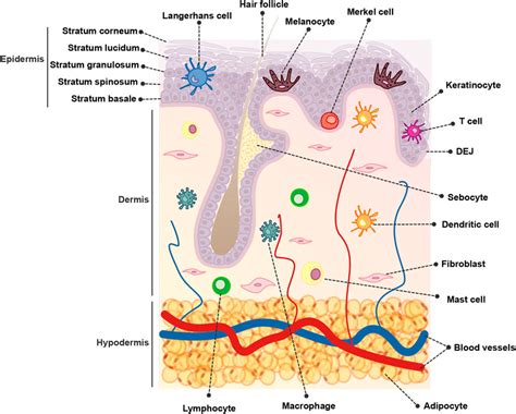 Epidermal Cell Diagram Structure Of Human Skin And Cell Types In