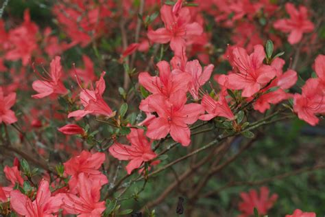 Rhododendron Kaempferi Picturethis