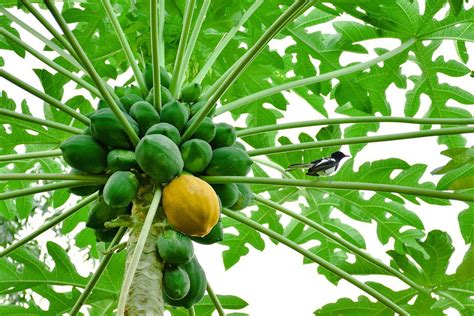 Papaya Tree