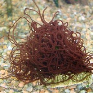 Красная водоросль Thorea hispida
