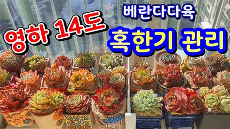 베란다 다육 영하14도 밤엔 어떻게 견딜까요영하14도 혹한기다육관리한파다육관리 Youtube