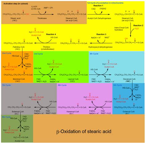 Beta Oxidation Cycle
