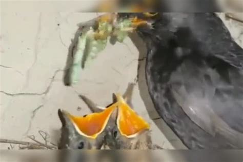 母爱是不分种族的，鸟妈妈抓来虫子自己不吃，先喂孩子们吃！