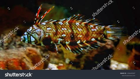 Red Scribbled Wrasse