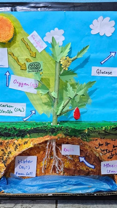 Photosynthesis Science Projects Science Chart Photosynthesis
