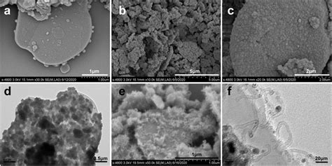 Morphology Of Samples A Sem Image Of Bnnh B C Sem Images Of Download Scientific Diagram