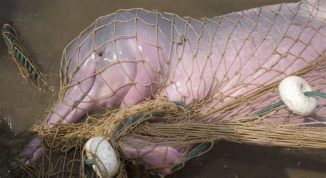 Delfín Rosado Del Amazonas Descubre Seis Datos Curiosos De Esta