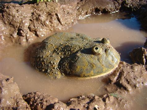 Budgetts Frog Lepidobatrachus Laevis · Inaturalist