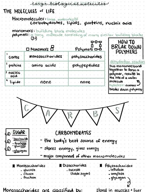 The Structure And Function Of Large Biological Molecules Notability