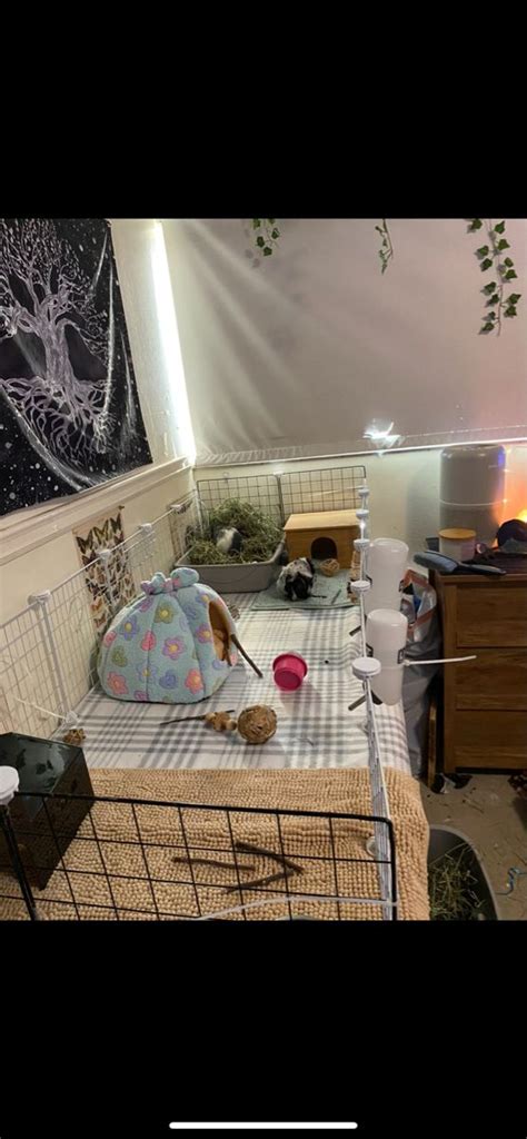 Guinea Pig Cage Aesthetic Indoor Guinea Pig Cage Guinea Pigs Diy