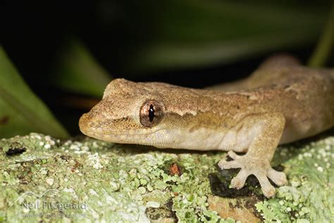 Mourning Gecko Mourning Gecko Breeding And Egg Care Guide Gokf