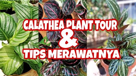 Calathea Plant Tour Tips Cara Merawatnya Youtube