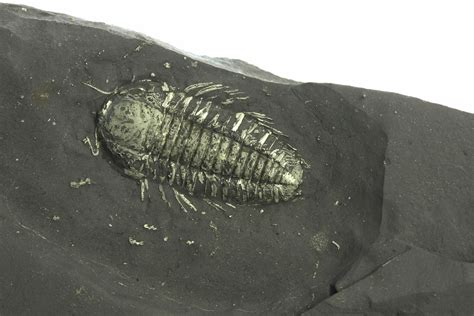 77 Pyritized Triarthrus Trilobite With Eggs And Ovarian Network 293173 For Sale 77 Pyritized Triarthrus Trilobite With Eggs And Ovarian Network 293173 For Sale