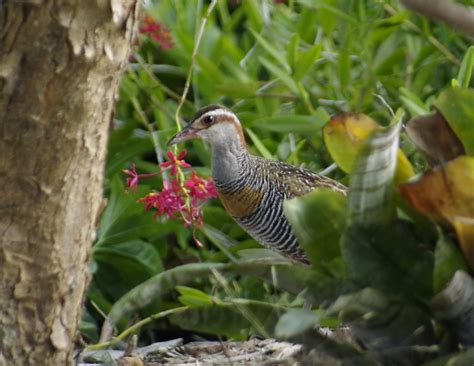 Banded Rails Birds In Backyards