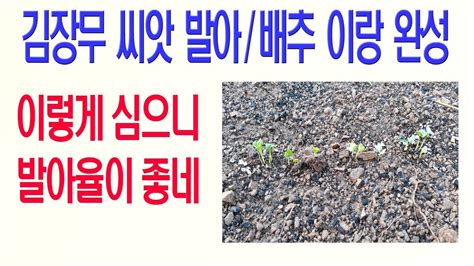 김장무씨앗발아 김장무심는시기 김장무재배법 김장배추밭만들기 Youtube