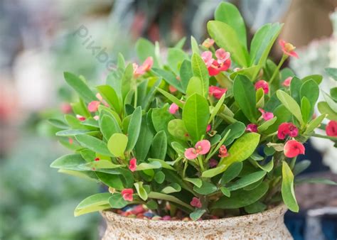 Begonia Flower Potted Psd Free Download Pikbest