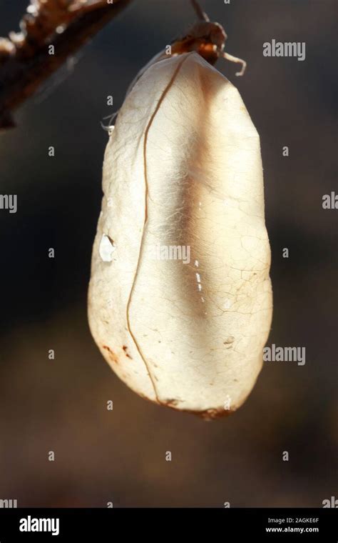 Acacia Tree Hanging Seed Pods Hi Res Stock Photography And Images Alamy