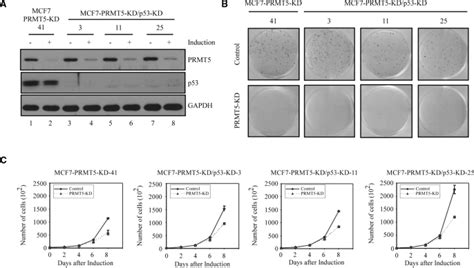 Knockdown Of Prmt5 Inhibits Cell Proliferation In A P53 Independent