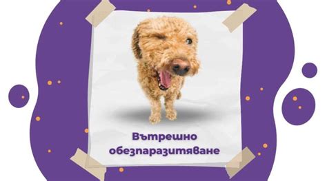 Вътрешно обезпаразитяване Как да имаме здраво и щастливо куче